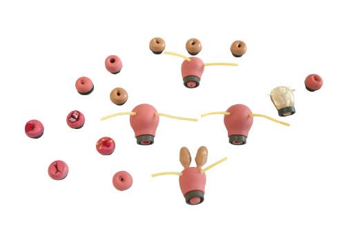 High technology Female medical training manikin / uterus observation ...