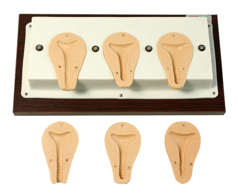 Imported PVC gynecologic simulator pregnant uterus artifical abortion model