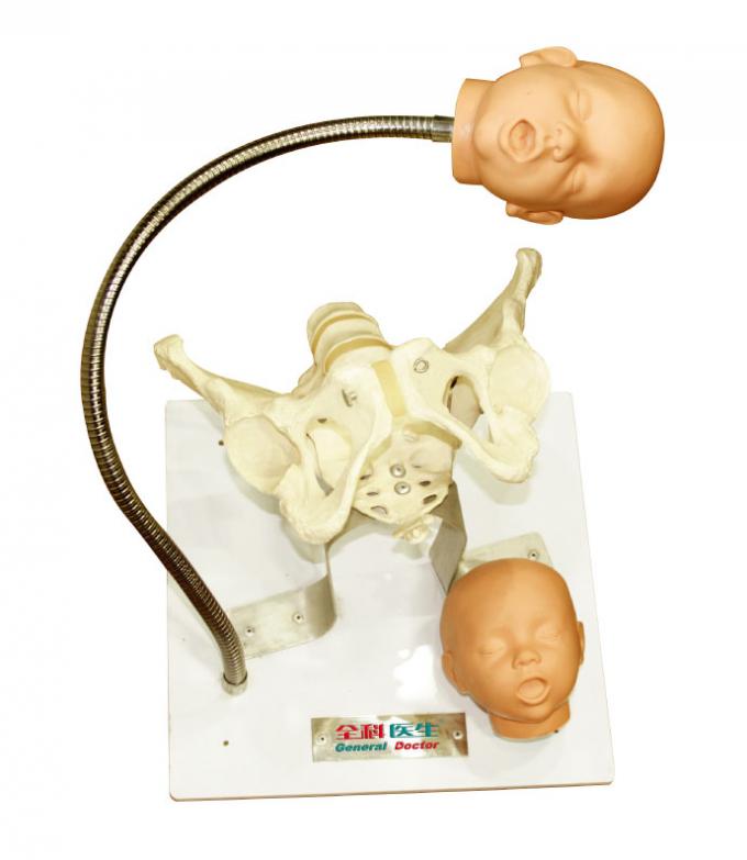 Gynecologic Fixed PVC Female Pelvis Model With Fetus Heads