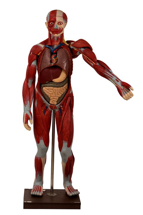 Education Training Human Torso Anatomy Model With Internal Organs Open Back