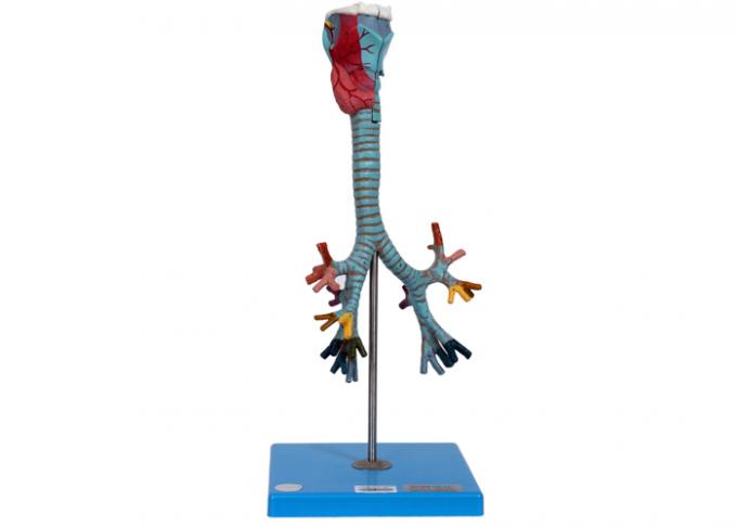 Human Anatomy Larynx, Trachea And Bronchial Tree Model For Training