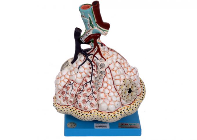 Human Anatomy Education Model With Magnified Lobule And Alveolus