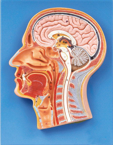 53 Positions of Human Head Model with Median Section for Medical ...