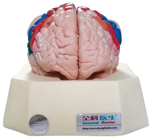 Functional Zones of Cerebral Cortex Human Anatomy Model for Hospitals ...
