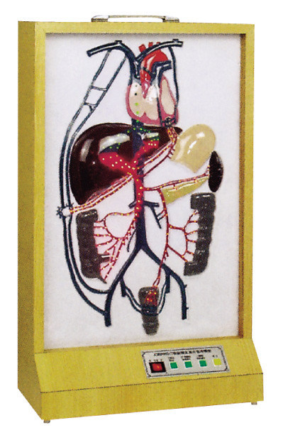 Electric compensatory circulation of Portal Vein Medical anatomy models ...