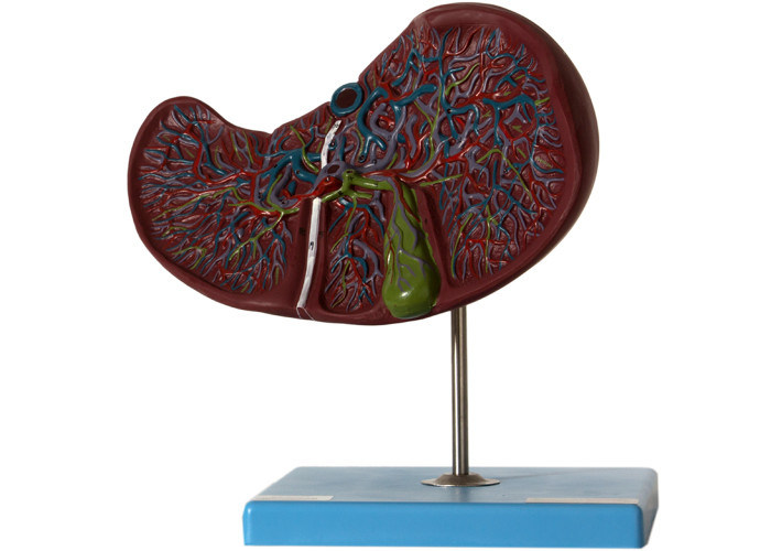 Liver and Gall Bladder Model with 28 Positions for Schools Learning