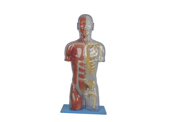 Transparent Half PVC Human Anatomy Model School Training Skin Color