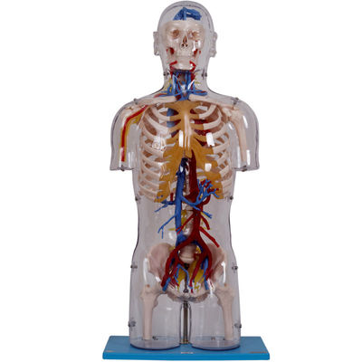 Human Anatomy Model factory, Buy good quality Human Anatomy Model ...